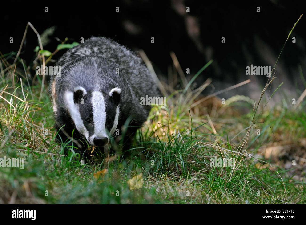 European badger (Meles meles) foraging in meadow, England, UK Stock ...