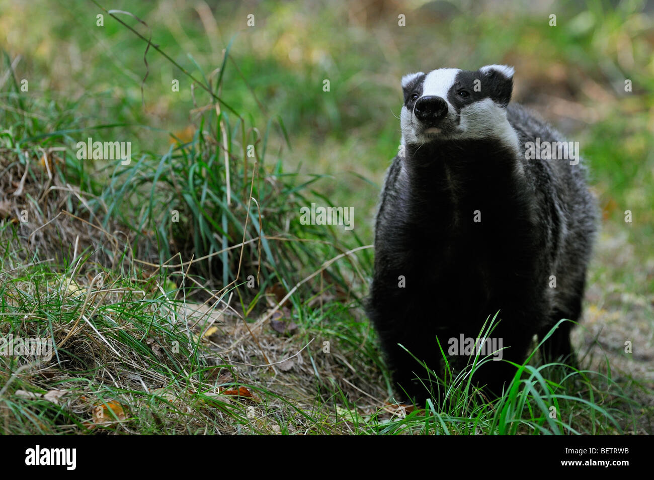 European badger (Meles meles) foraging in meadow, England, UK Stock ...