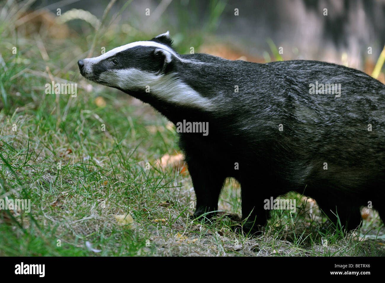 Badger meles meles hi-res stock photography and images - Alamy