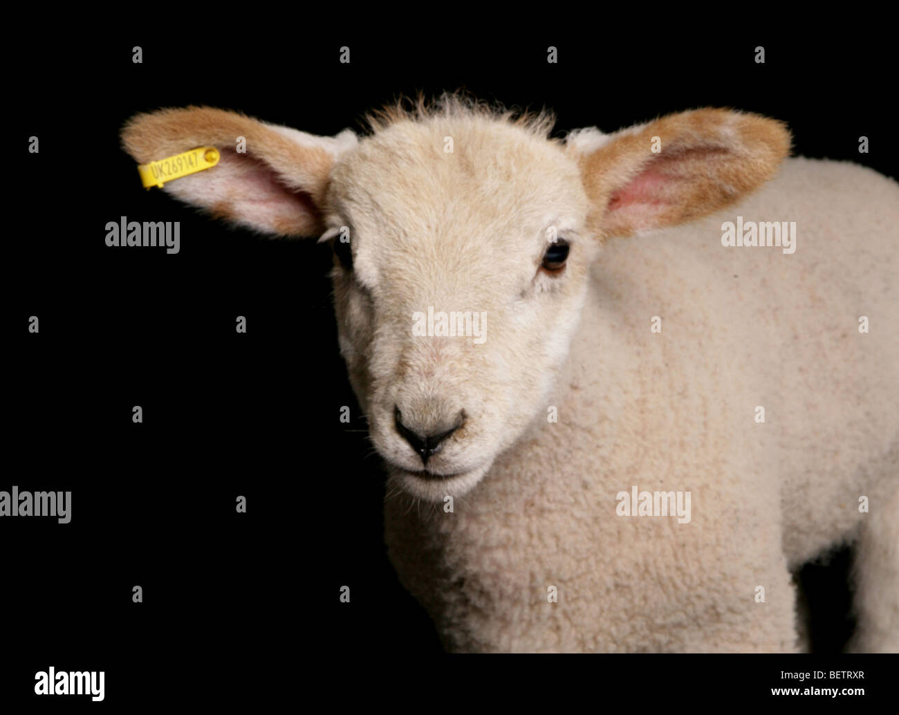 Suffolk lamb hi-res stock photography and images - Alamy
