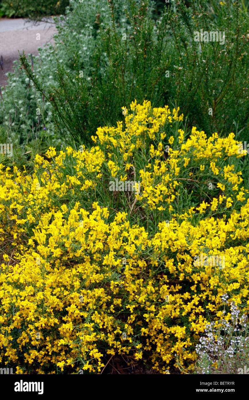 Genista Lydia High Resolution Stock Photography and Images - Alamy