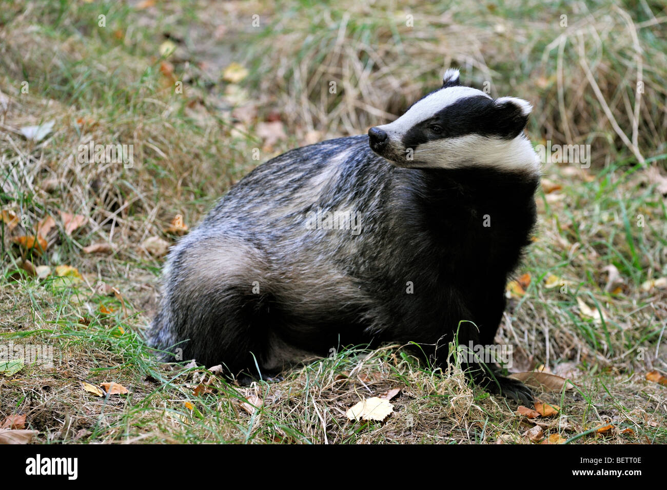 European badger (Meles meles) sitting in meadow, England, UK Stock ...