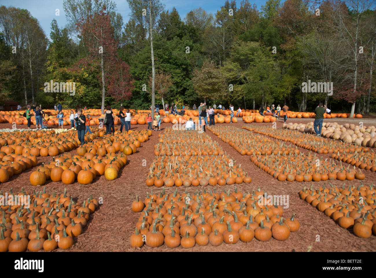 Pumpkin Patch Locust Grove Ga at Petra Hendrickson blog
