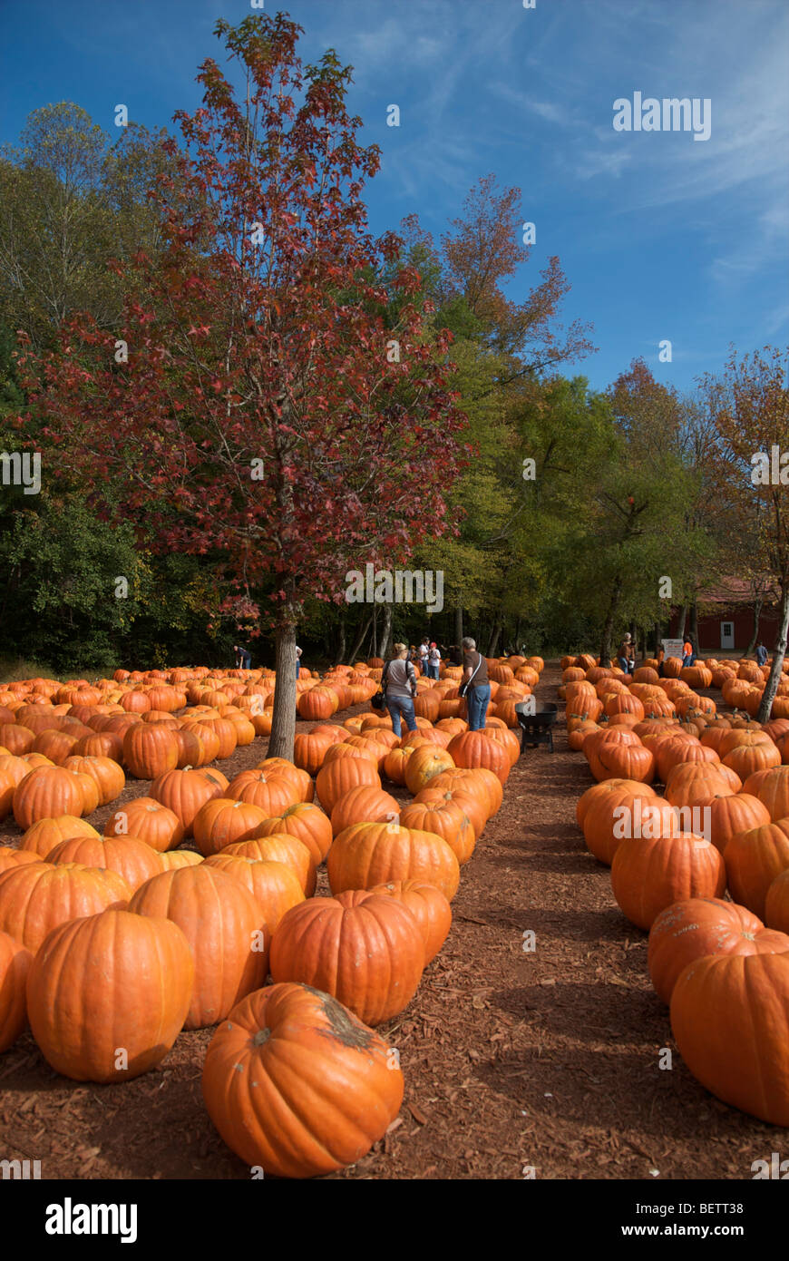 Pumpkin Patch farm in North Georgia, USA Stock Photo - Alamy