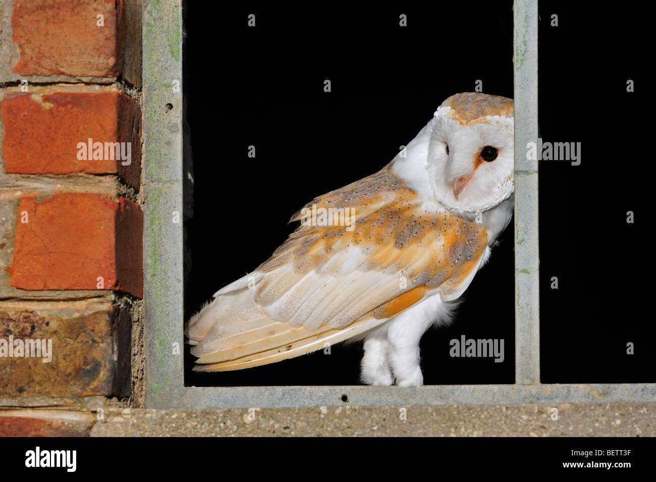 Barn owl (Tyto alba) looking through window of farm house, England, UK ...