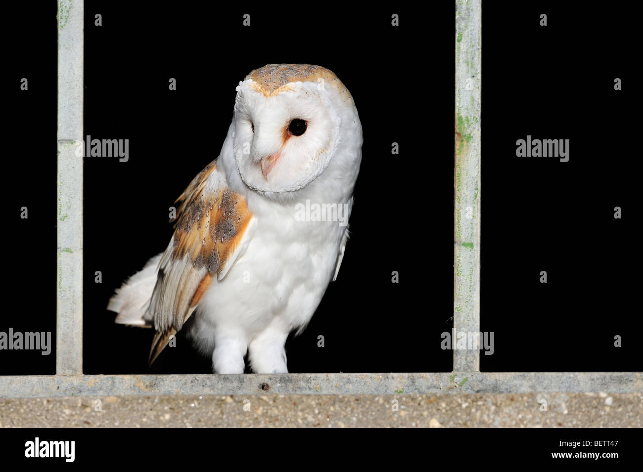 Barn owl (Tyto alba) looking through window of farm house, England, UK ...