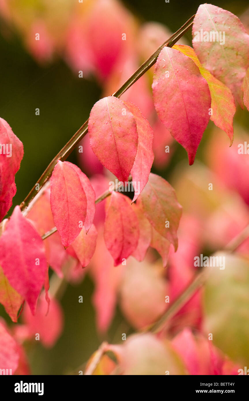 Euonymus alatus f subtriflorus, Winged Spindle Tree, in Autumn Stock ...