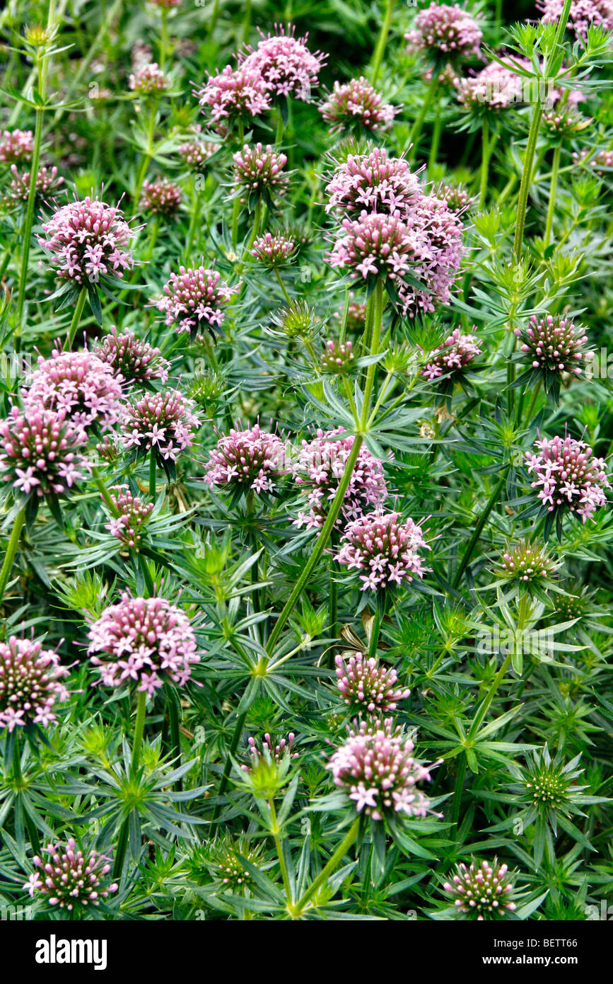 Phuopsis Stylosa High Resolution Stock Photography and Images - Alamy