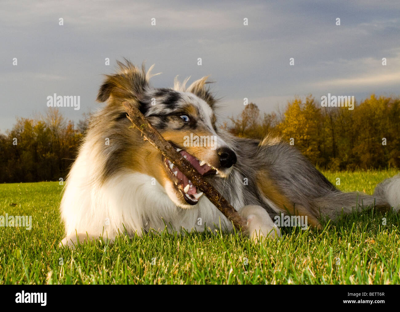 Chewing jaws hi-res stock photography and images - Alamy