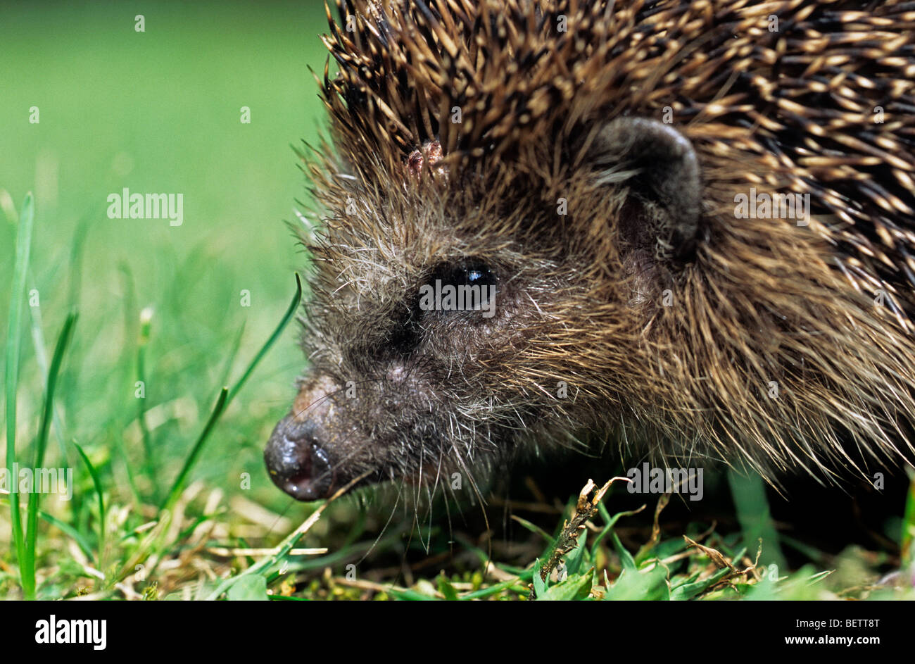 Insectivorous mammals of europe hi-res stock photography and images - Alamy