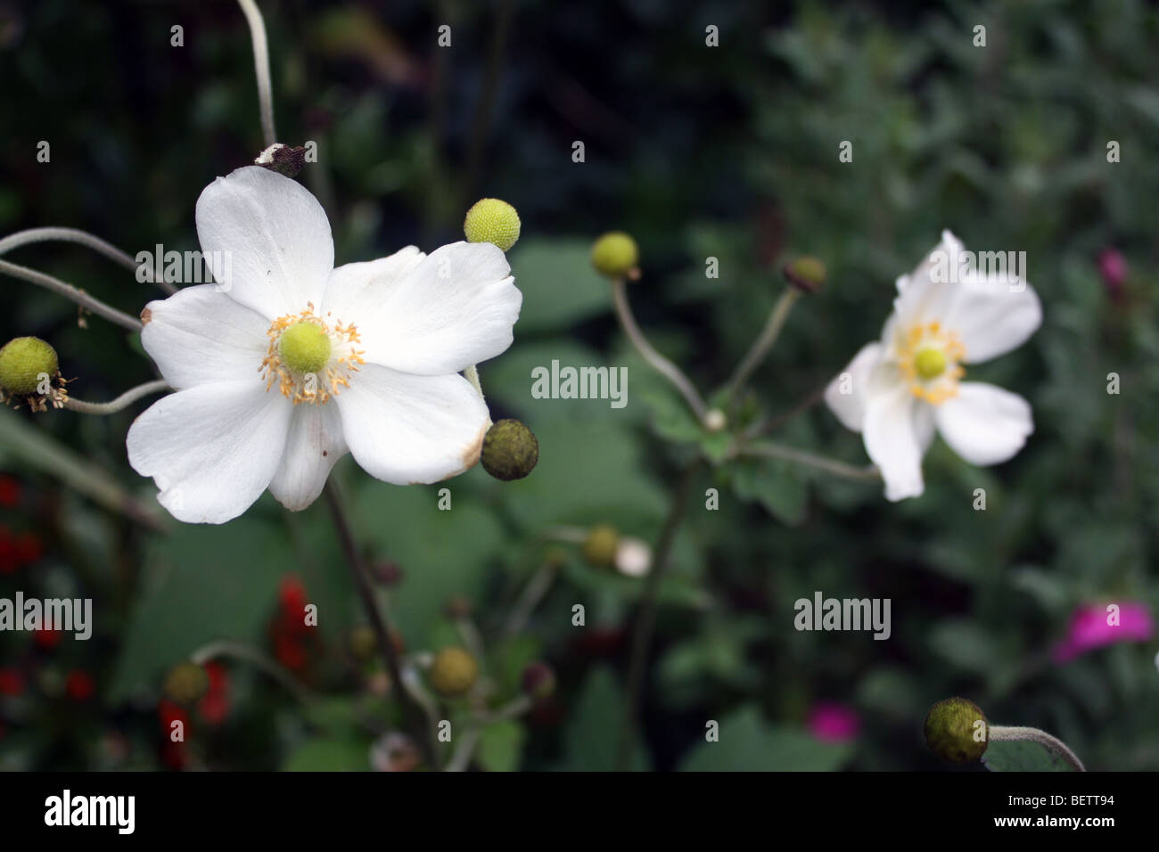 Devon wild flowers hi-res stock photography and images - Alamy