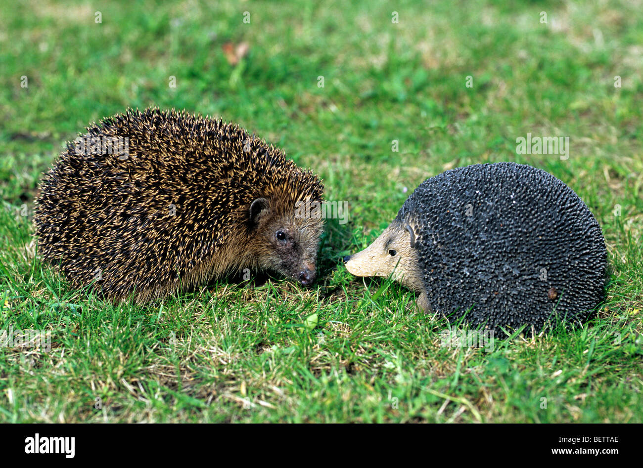 Common European hedgehog (Erinaceus europaeus) meeting garden ornament ...