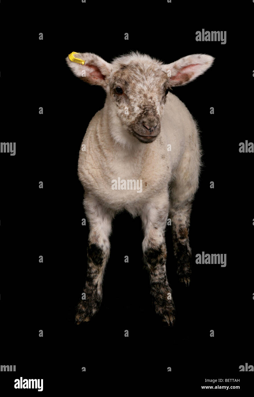 Suffolk lamb hi-res stock photography and images - Alamy