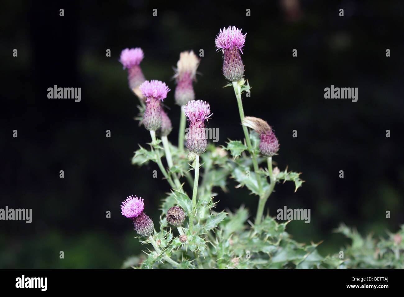 Devon flower hi-res stock photography and images - Alamy
