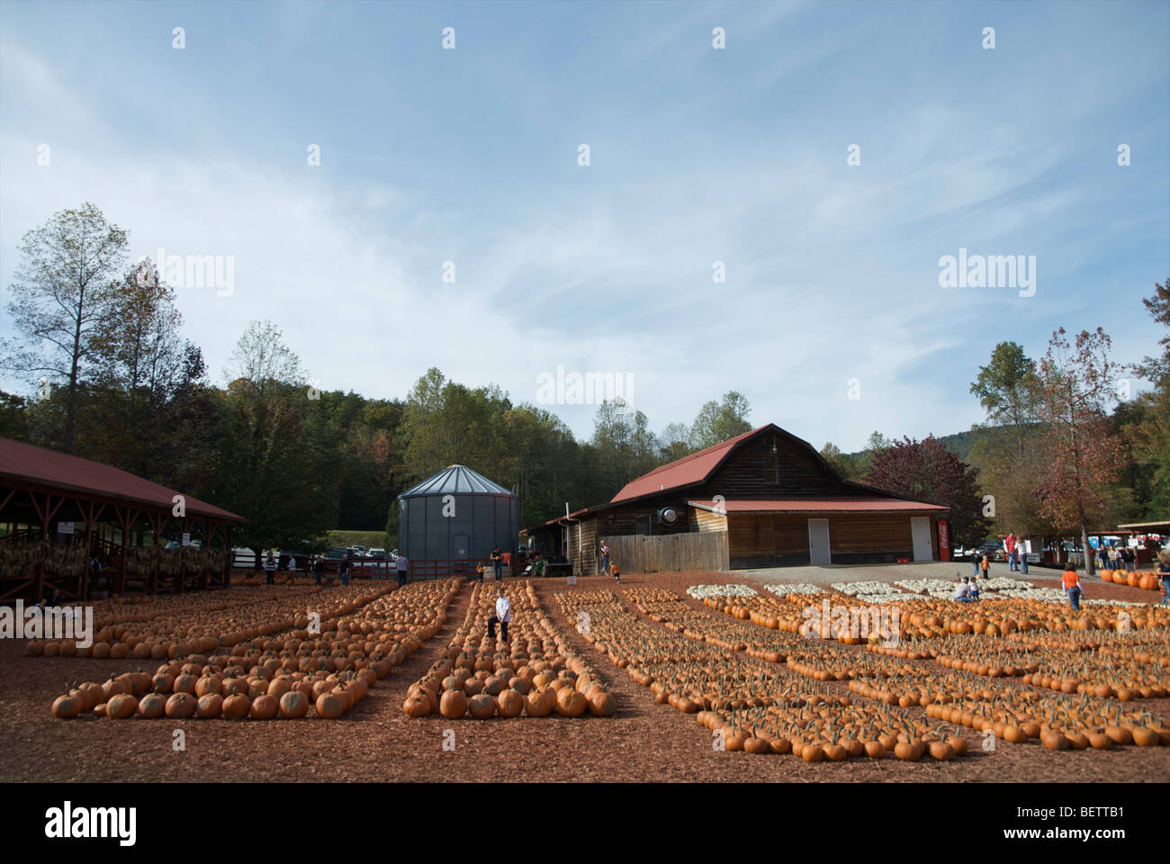 Pumpkin Patch Locust Grove Ga at Petra Hendrickson blog