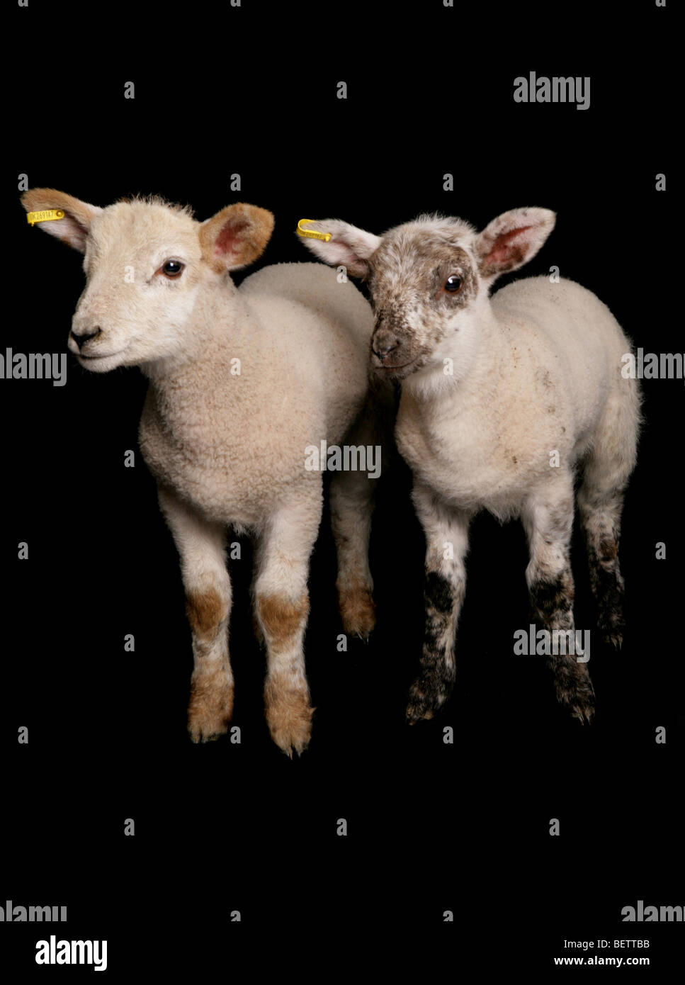 two suffolk cross muel lambs standing in a studio Stock Photo - Alamy