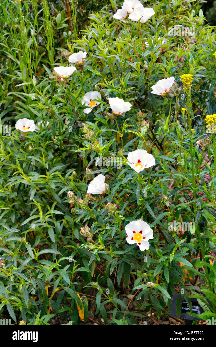 White perennial shrub hi-res stock photography and images - Alamy
