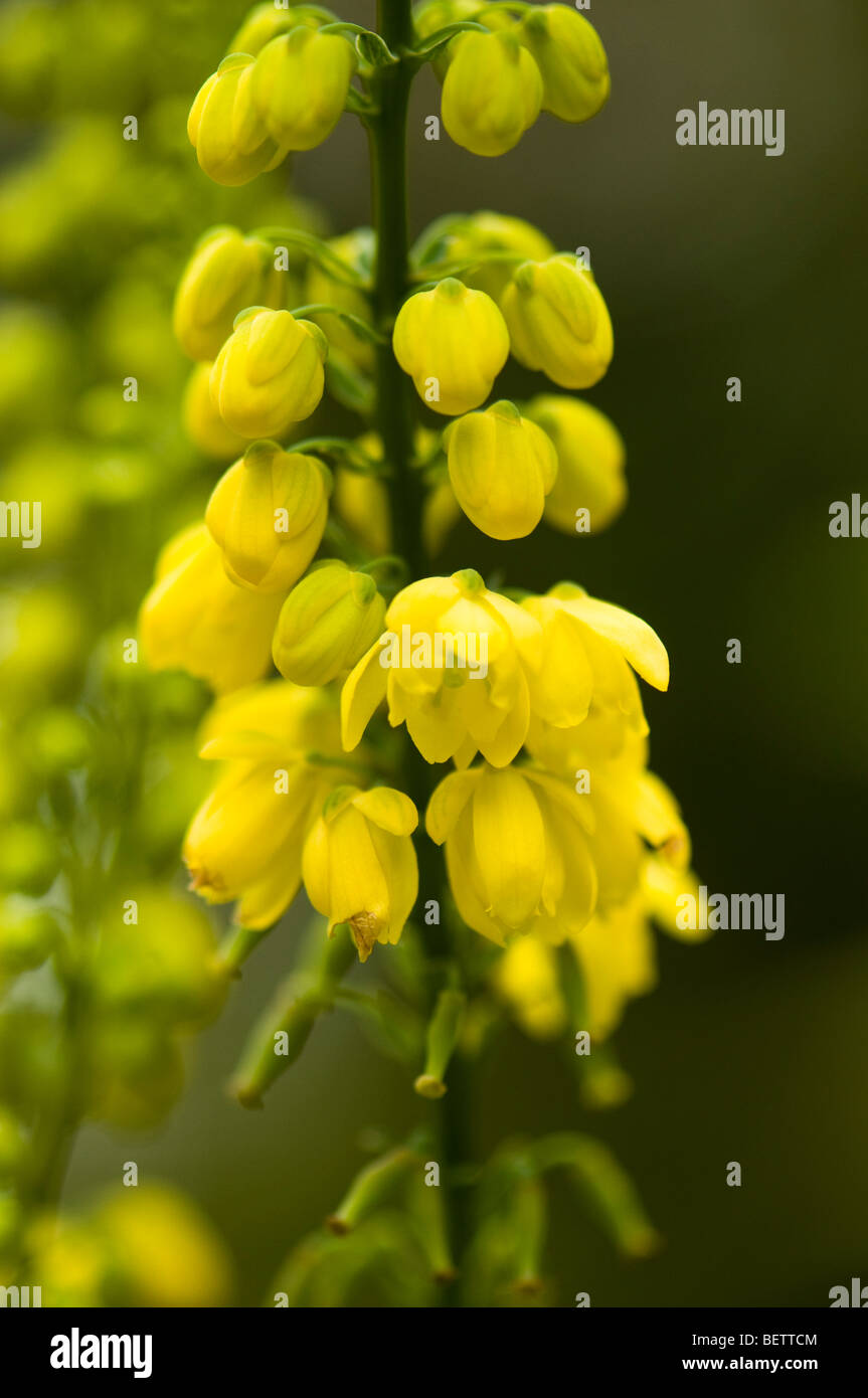 Mahonia japonica hi-res stock photography and images - Alamy