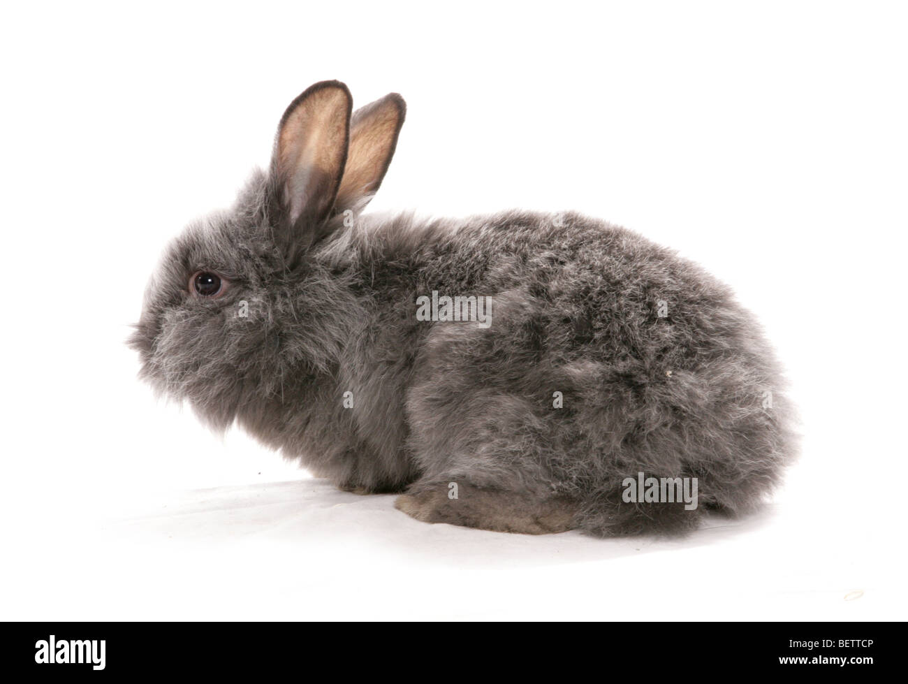 young grey rabbit Oryctolagus cuniculus sitting in a studio Stock Photo ...