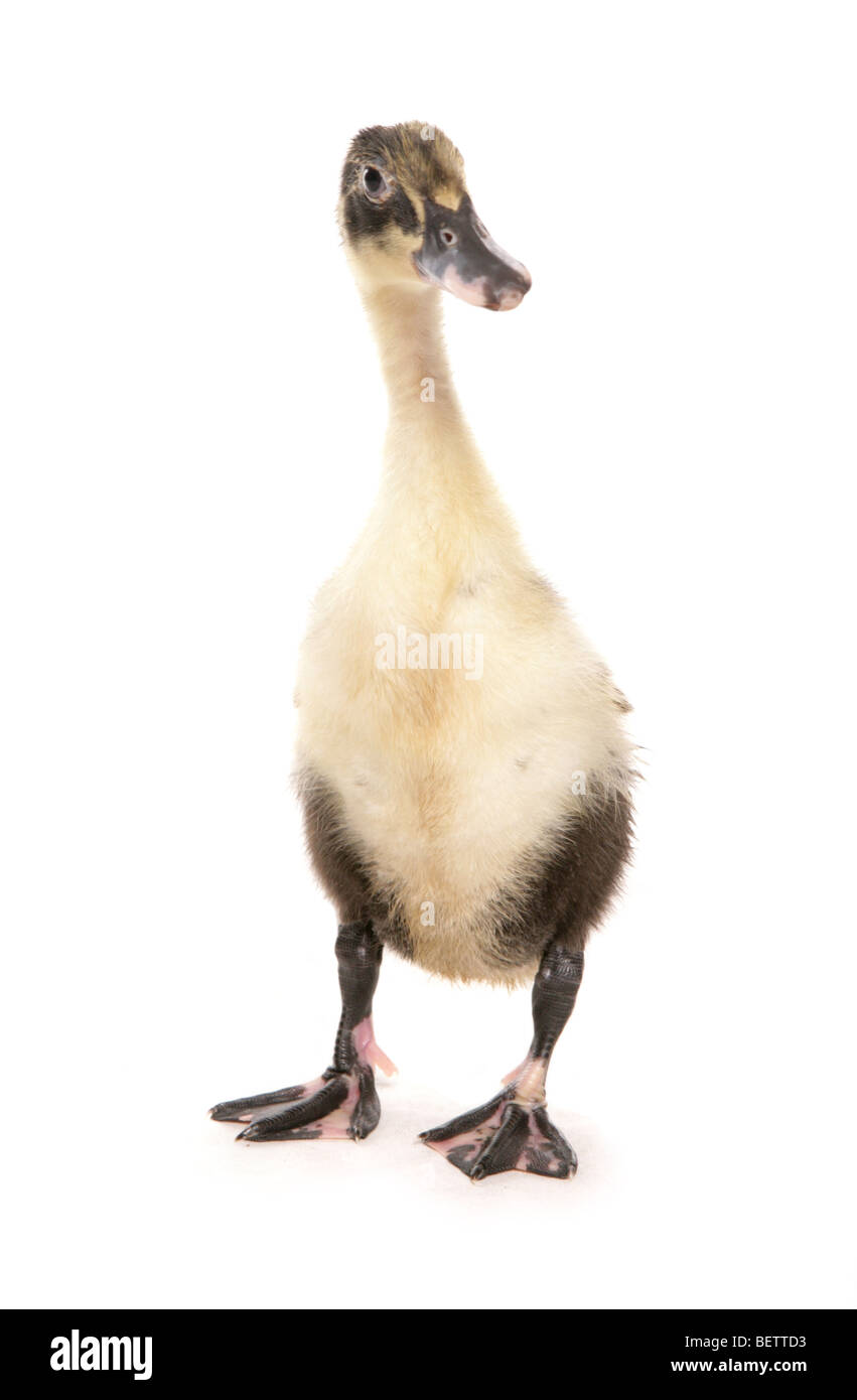 Female indian runner duck hi-res stock photography and images - Alamy