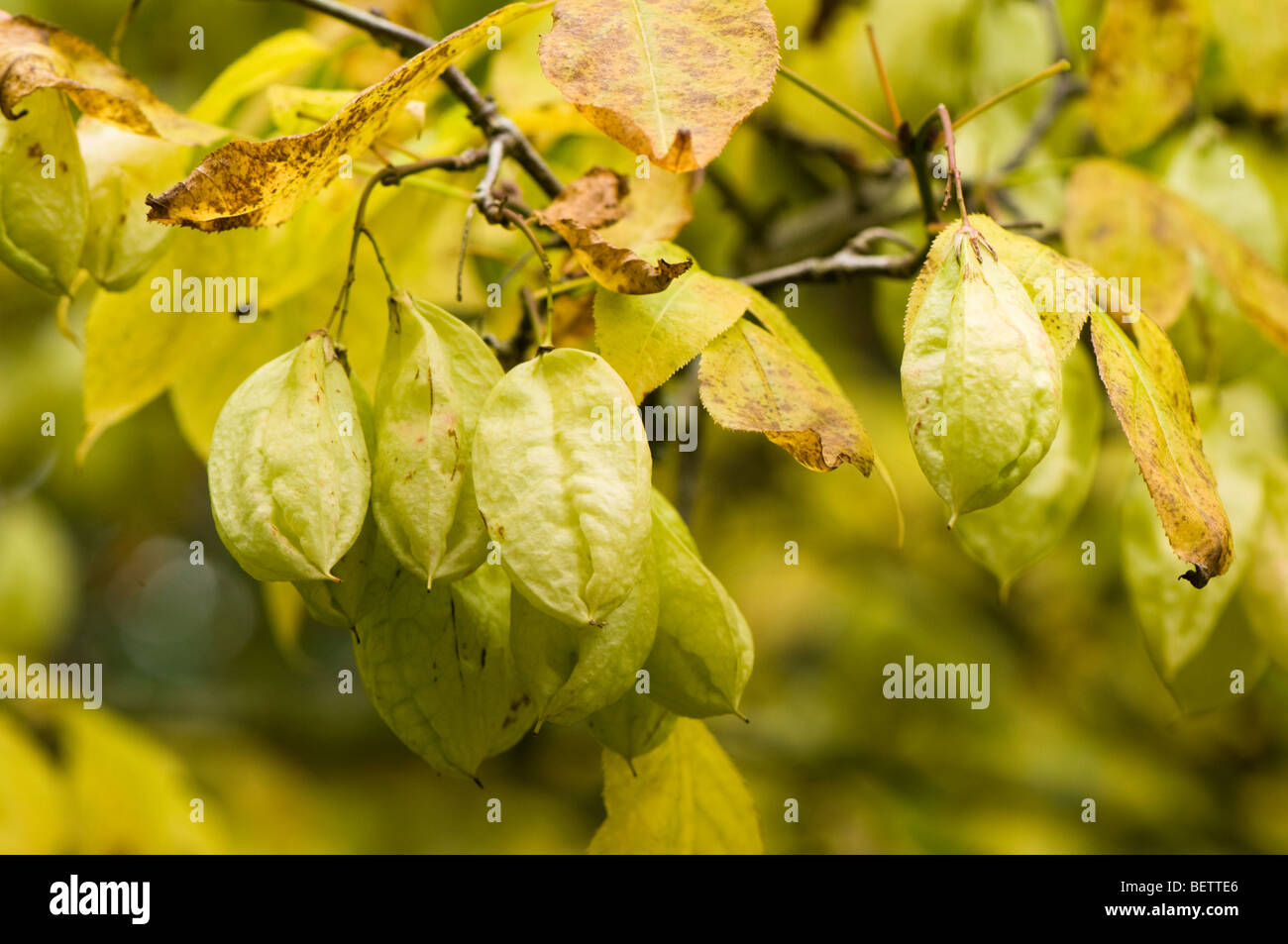 Staphylea trifolia, Bladder Nut Stock Photo - Alamy