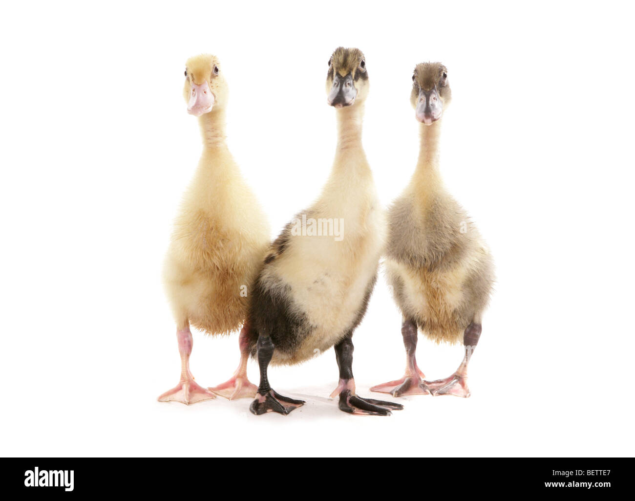Black indian runner ducks hi-res stock photography and images - Alamy