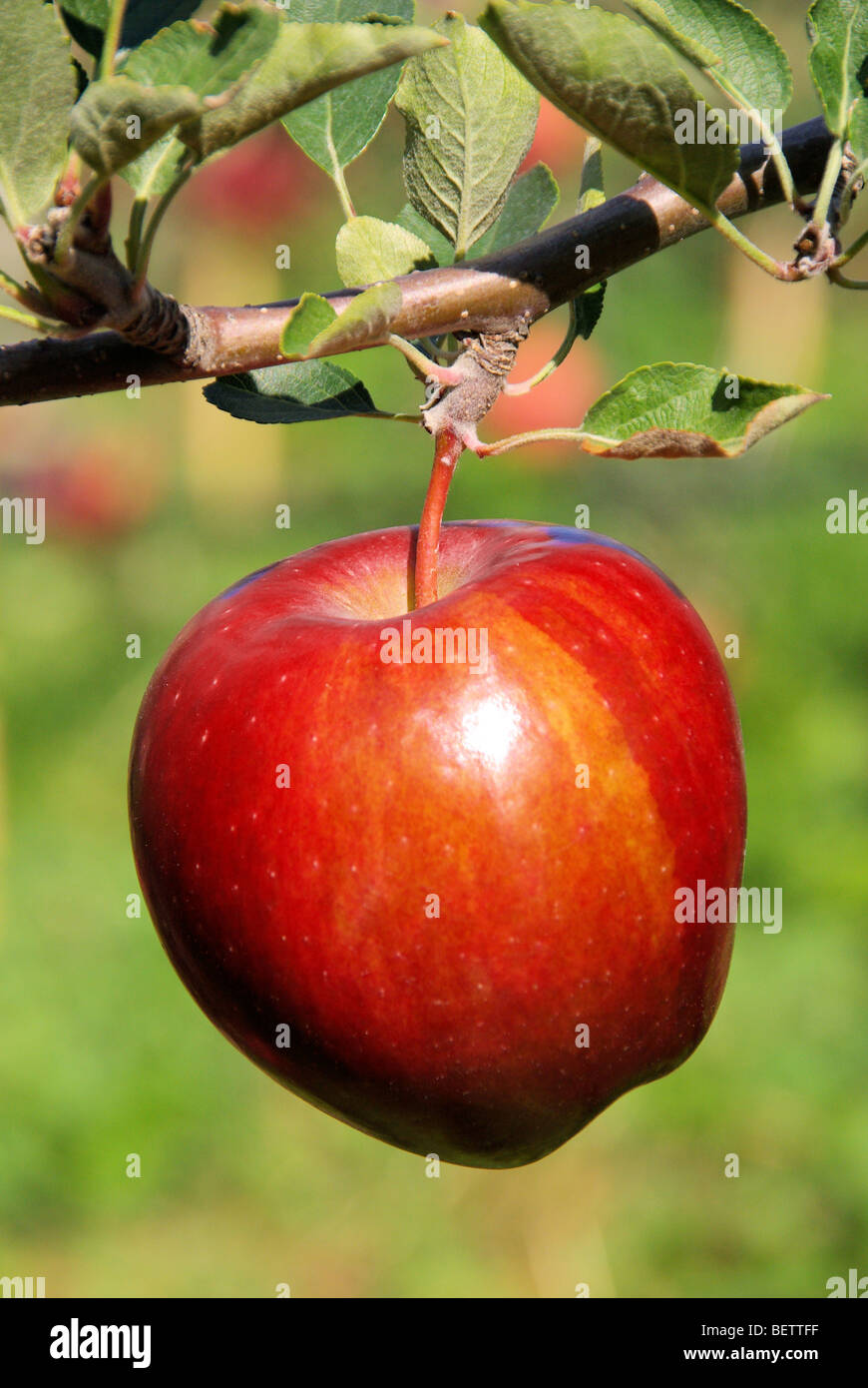 Apfel am Baum - apple on tree 58 Stock Photo - Alamy