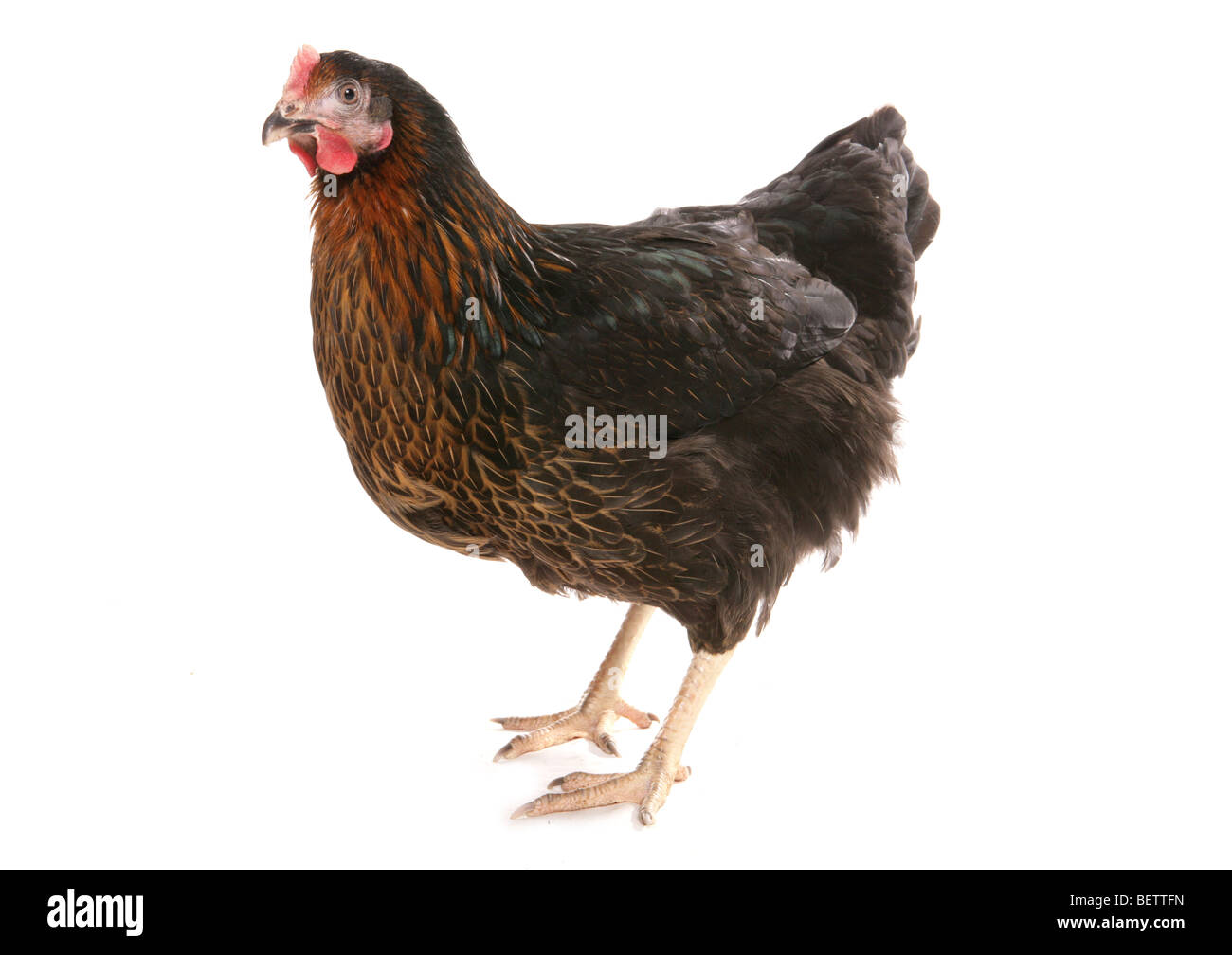 Black Hen Gallus gallus domesticus standing in a studio Stock Photo - Alamy