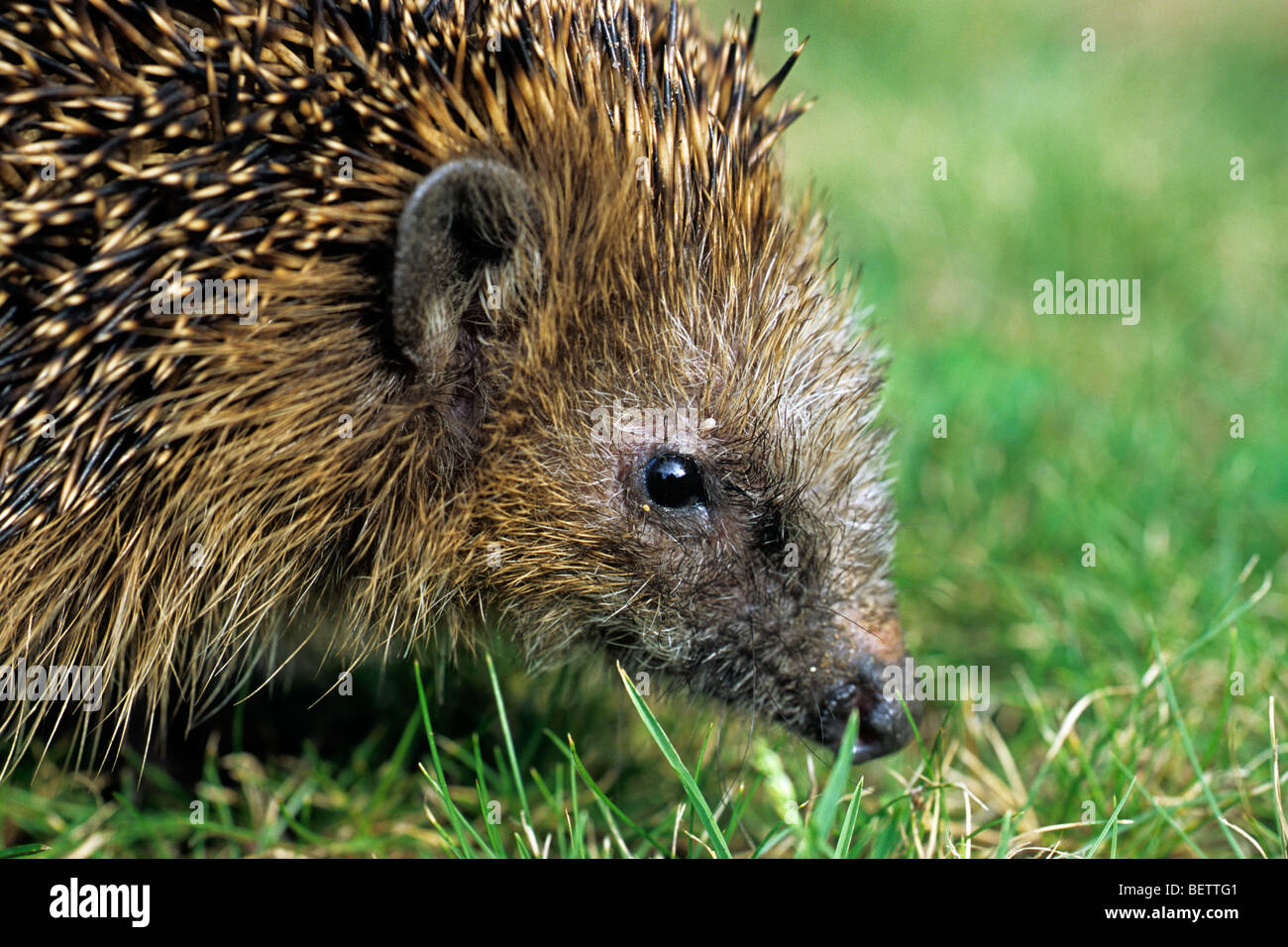 Close up of Common European hedgehog (Erinaceus europaeus) foraging in ...