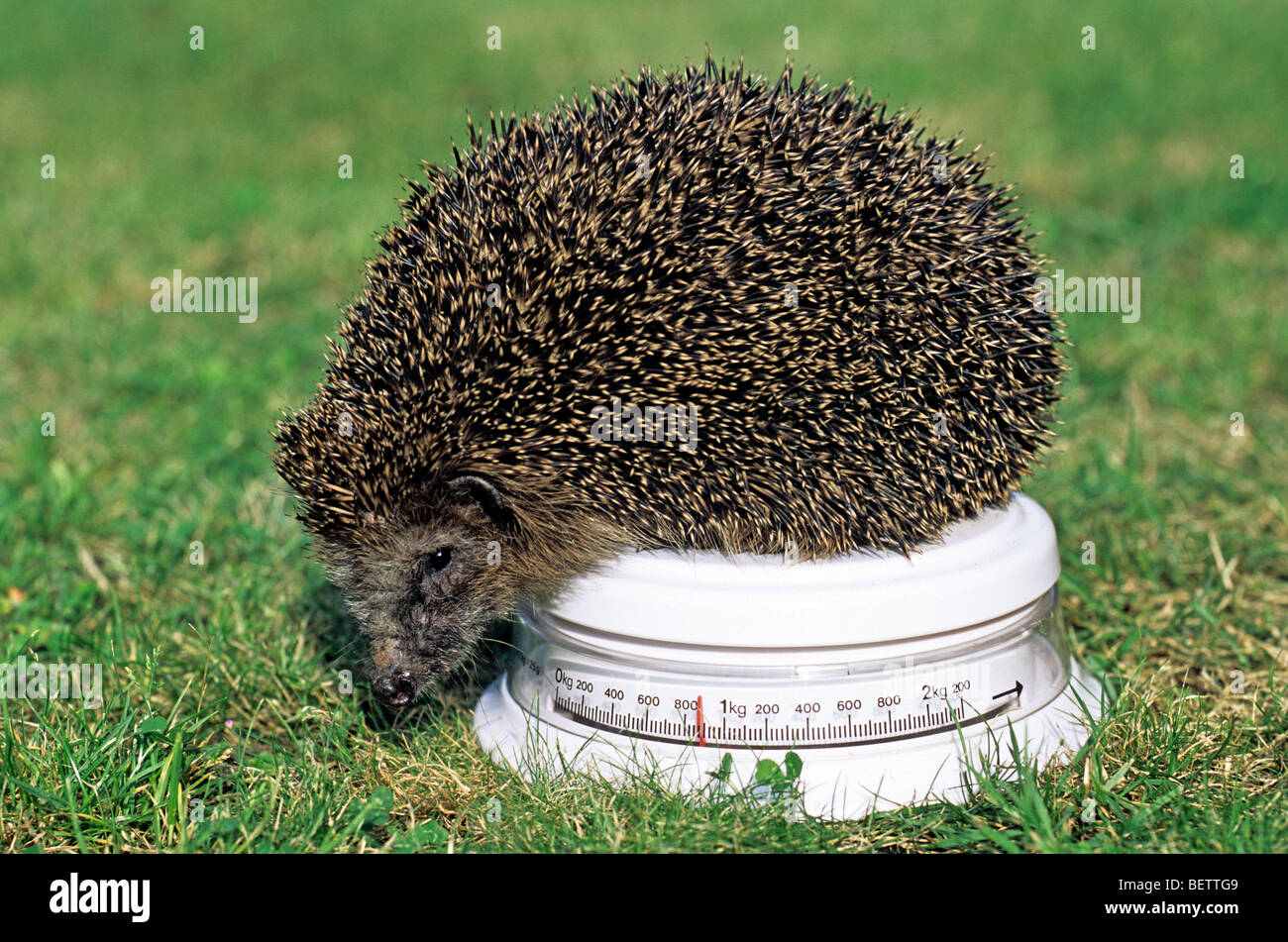 Insectivorous mammals of europe hi-res stock photography and images - Alamy