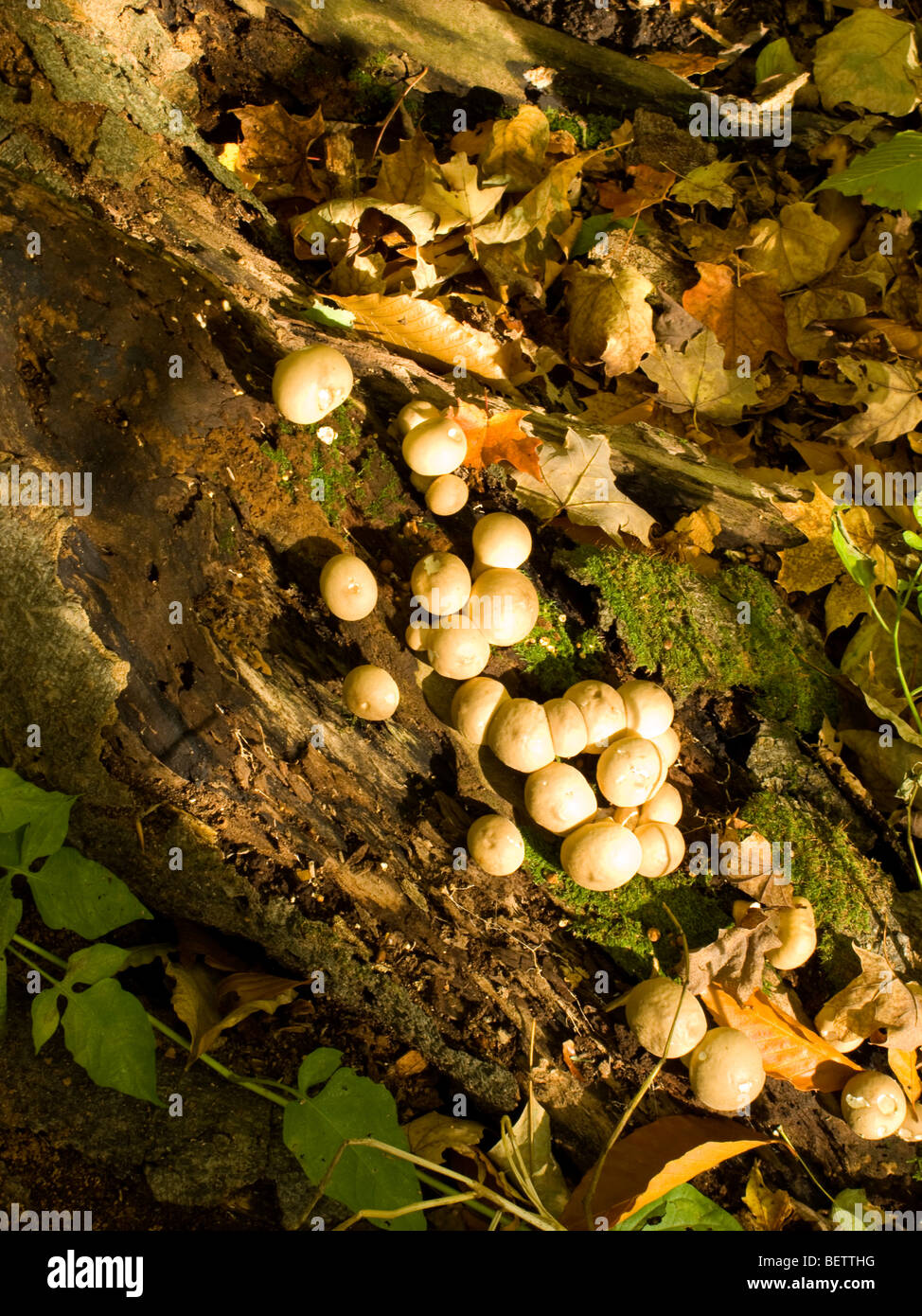 Tree mushrooms hi-res stock photography and images - Alamy