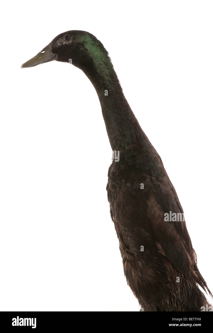 indian runner adult duck standing in a studio Stock Photo - Alamy
