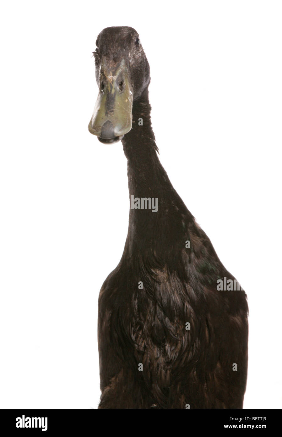 indian runner adult duck standing in a studio Stock Photo - Alamy