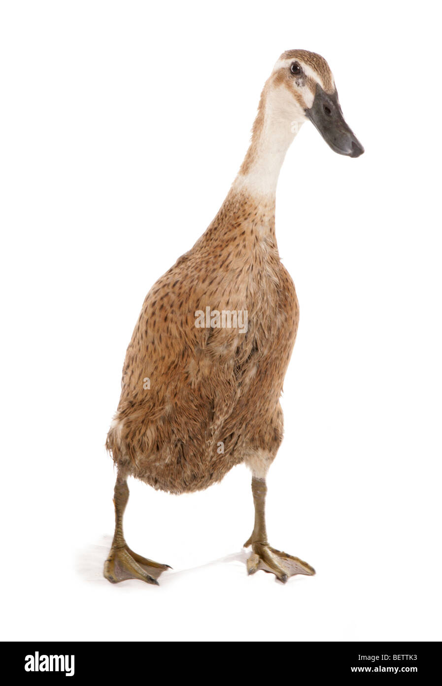 indian runner adult duck standing in a studio Stock Photo - Alamy