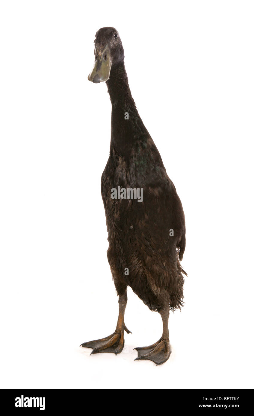 indian runner adult duck standing in a studio Stock Photo - Alamy