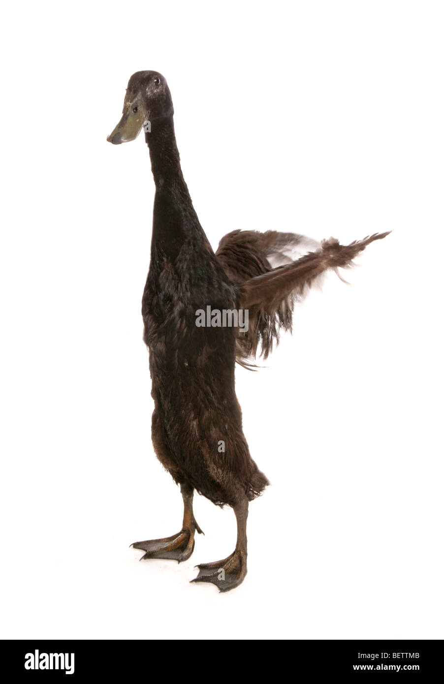 indian runner adult duck standing in a studio Stock Photo - Alamy