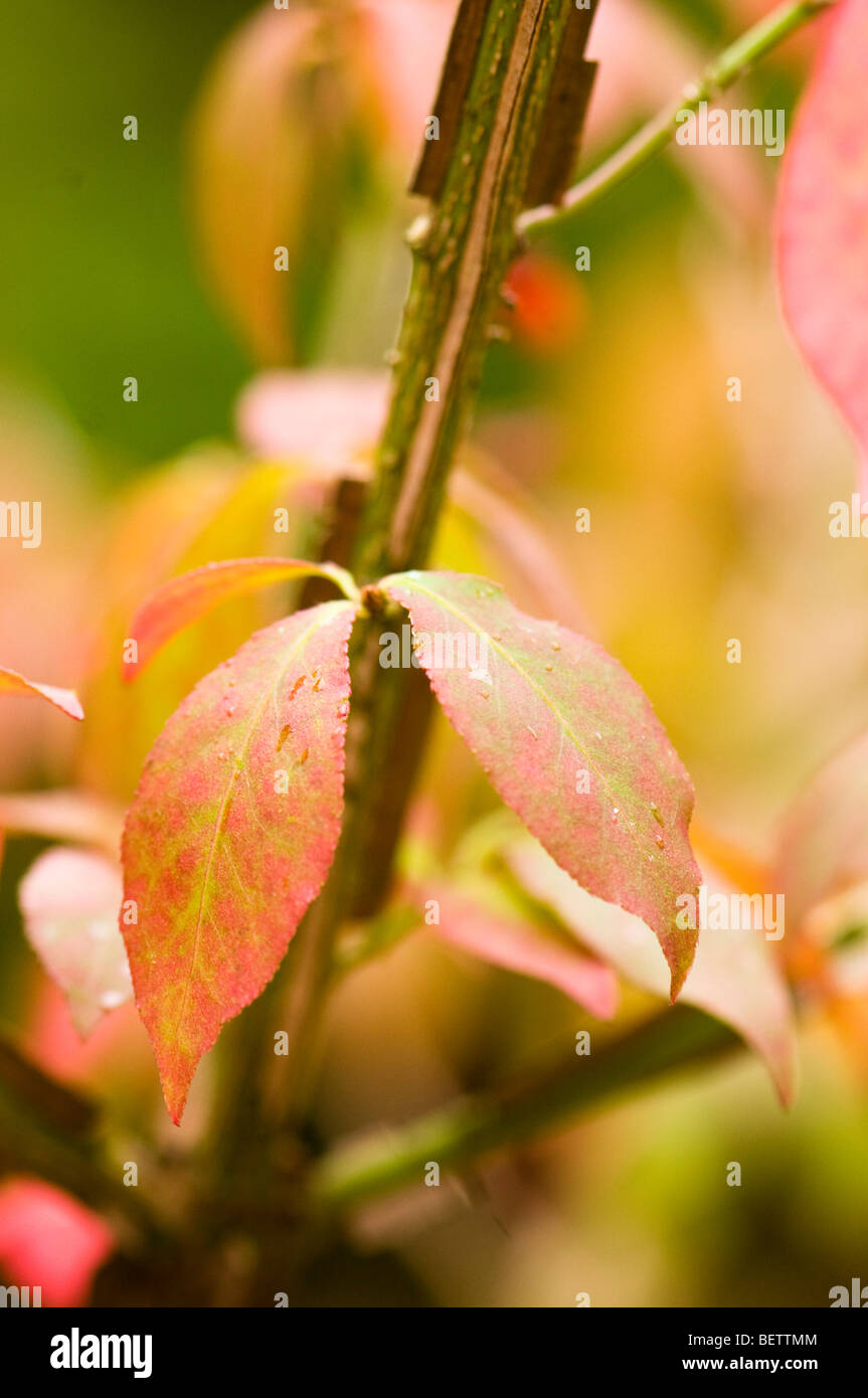 Euonymus alatus f subtriflorus, Winged Spindle Tree, in Autumn Stock ...
