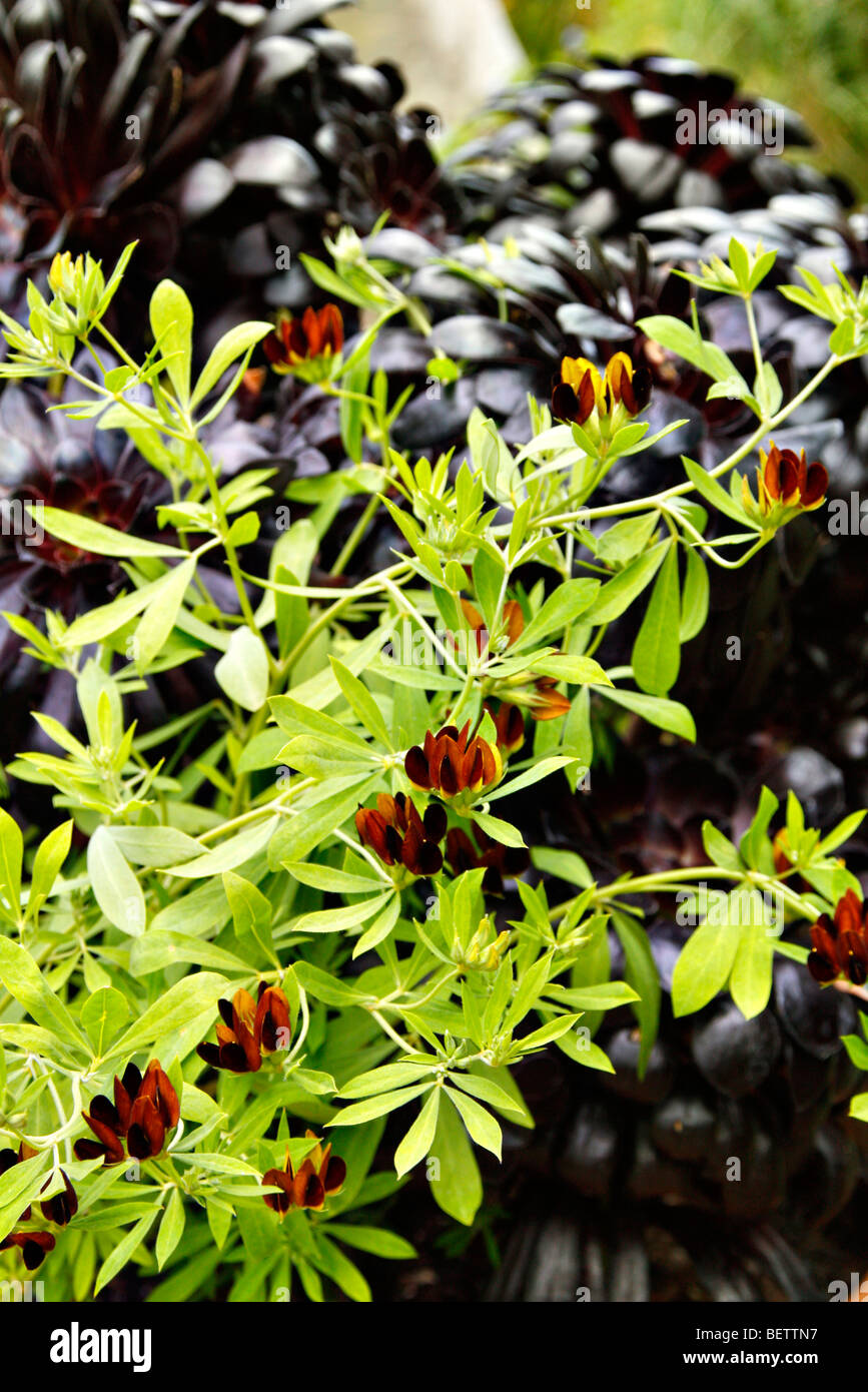 Aeonium Zwartkop High Resolution Stock Photography and Images - Alamy