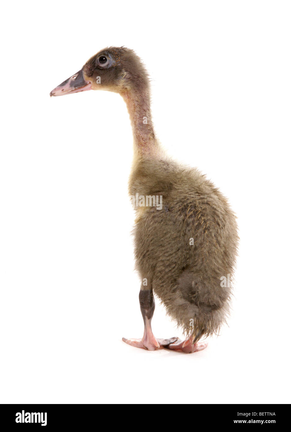Female indian runner duck hi-res stock photography and images - Alamy