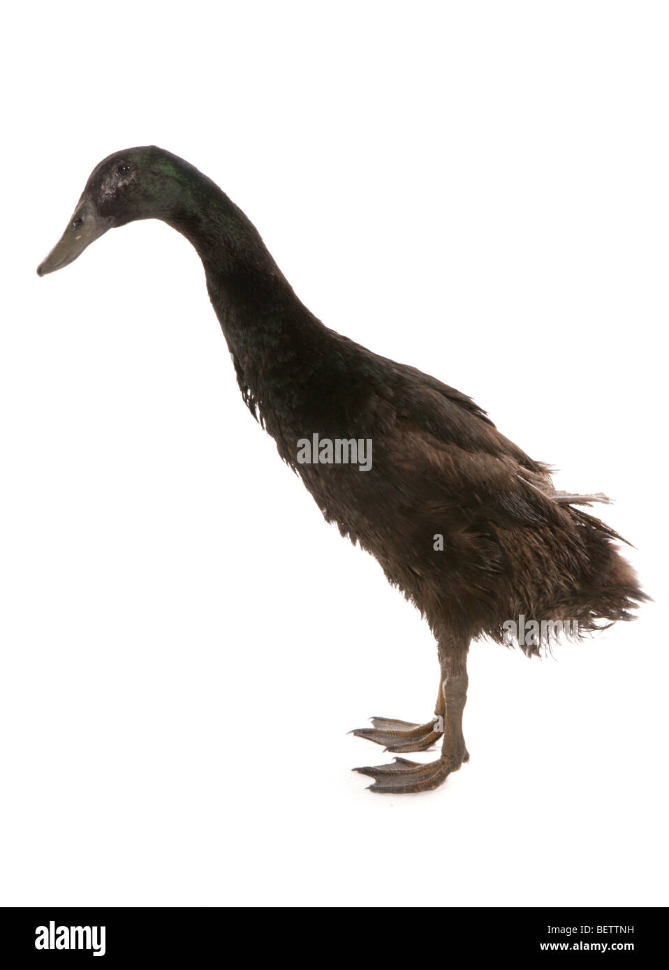 indian runner adult duck standing in a studio Stock Photo - Alamy