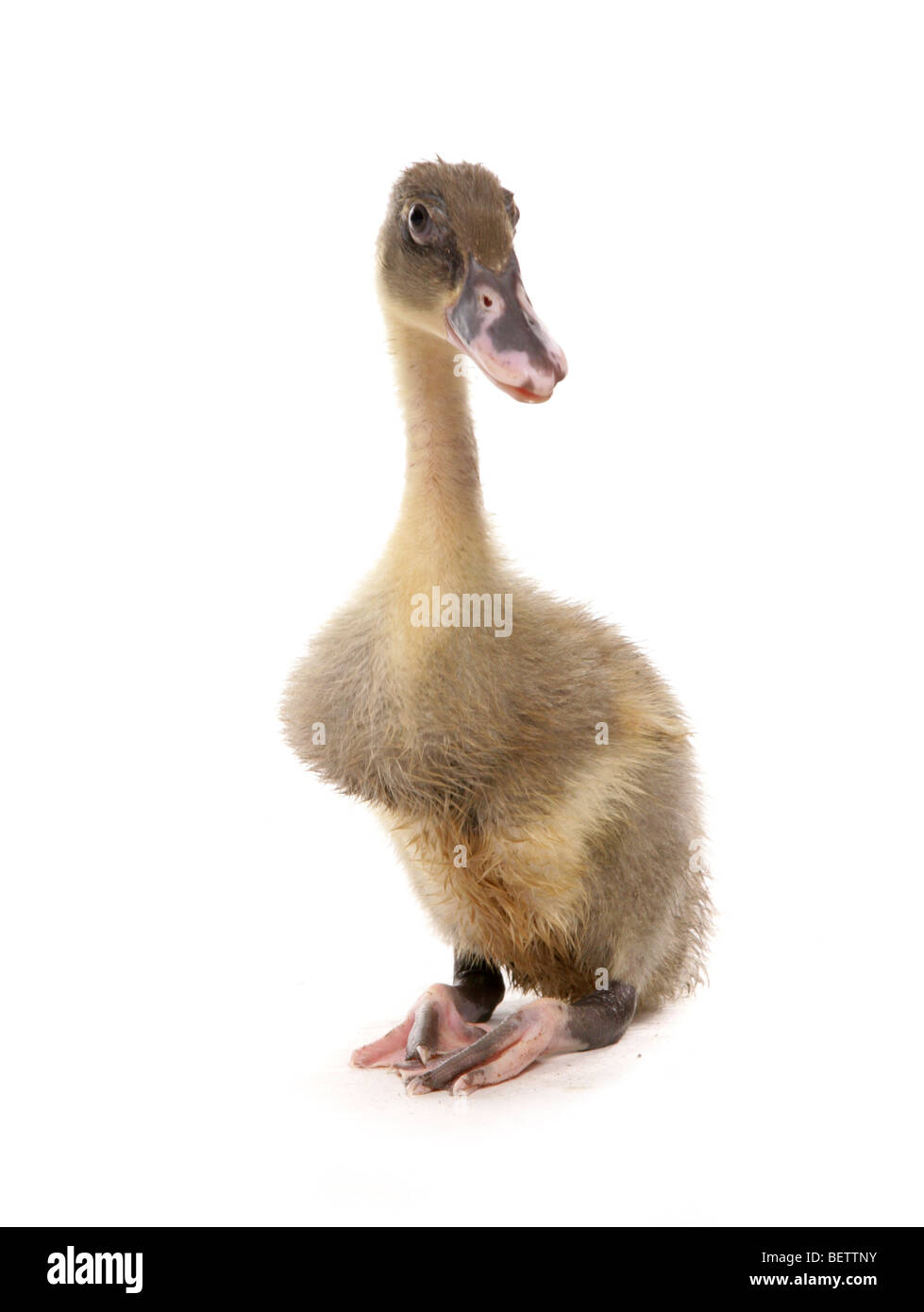 Female indian runner duck hi-res stock photography and images - Alamy