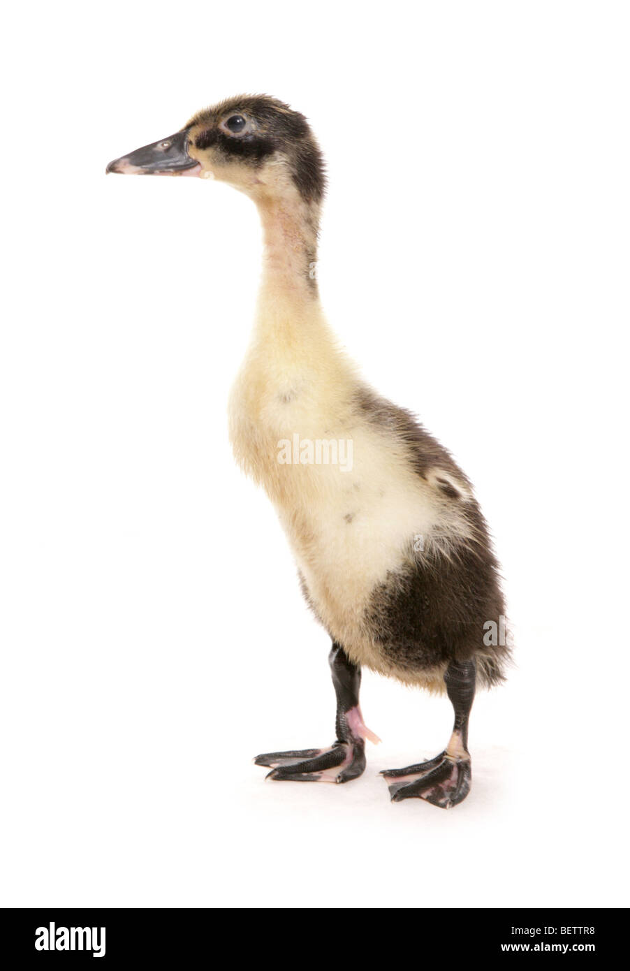 Female indian runner duck hi-res stock photography and images - Alamy