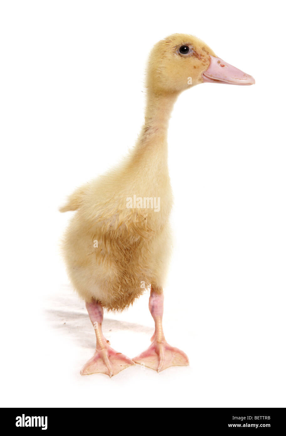 Female indian runner duck hi-res stock photography and images - Alamy