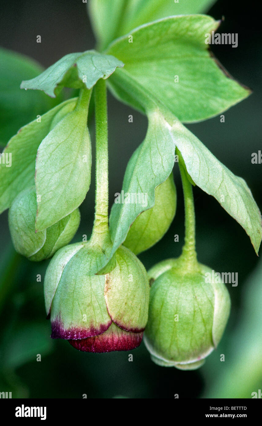 Stinking hellebore (Helleborus foetidus) in flower, Europe Stock Photo ...