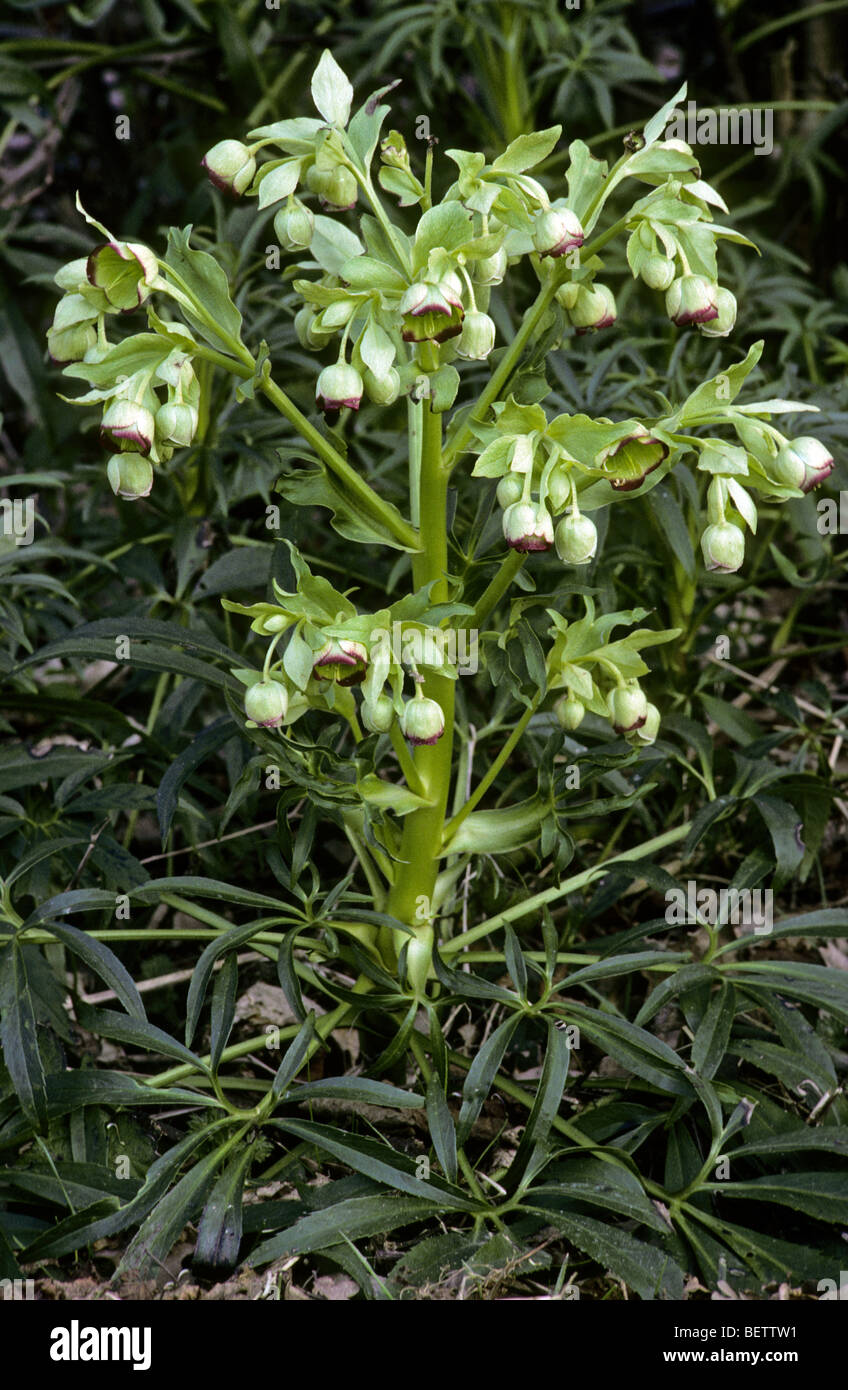 Stinking hellebore (Helleborus foetidus) in flower, Europe Stock Photo ...