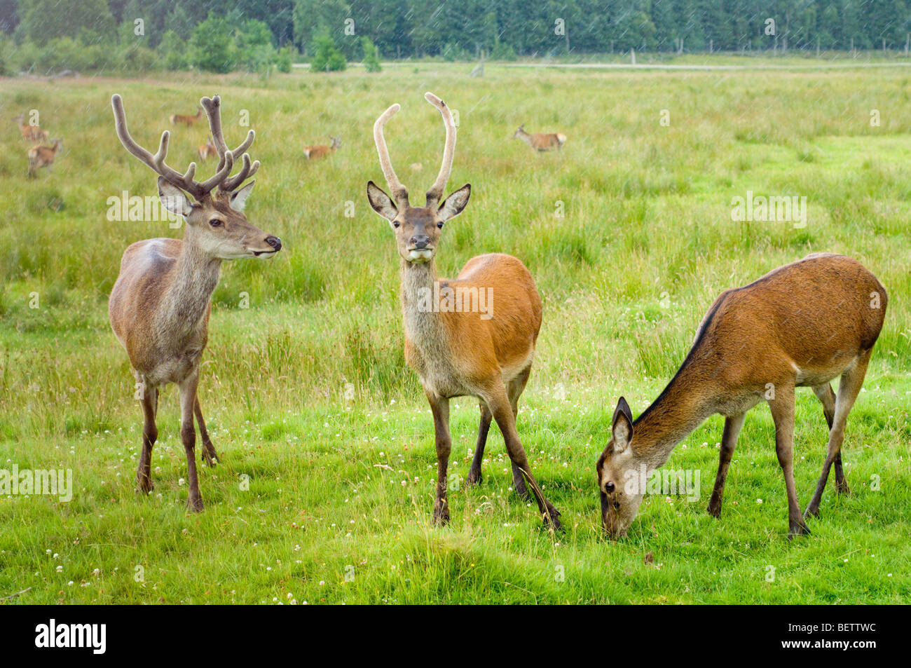 Scottish stags hi-res stock photography and images - Alamy