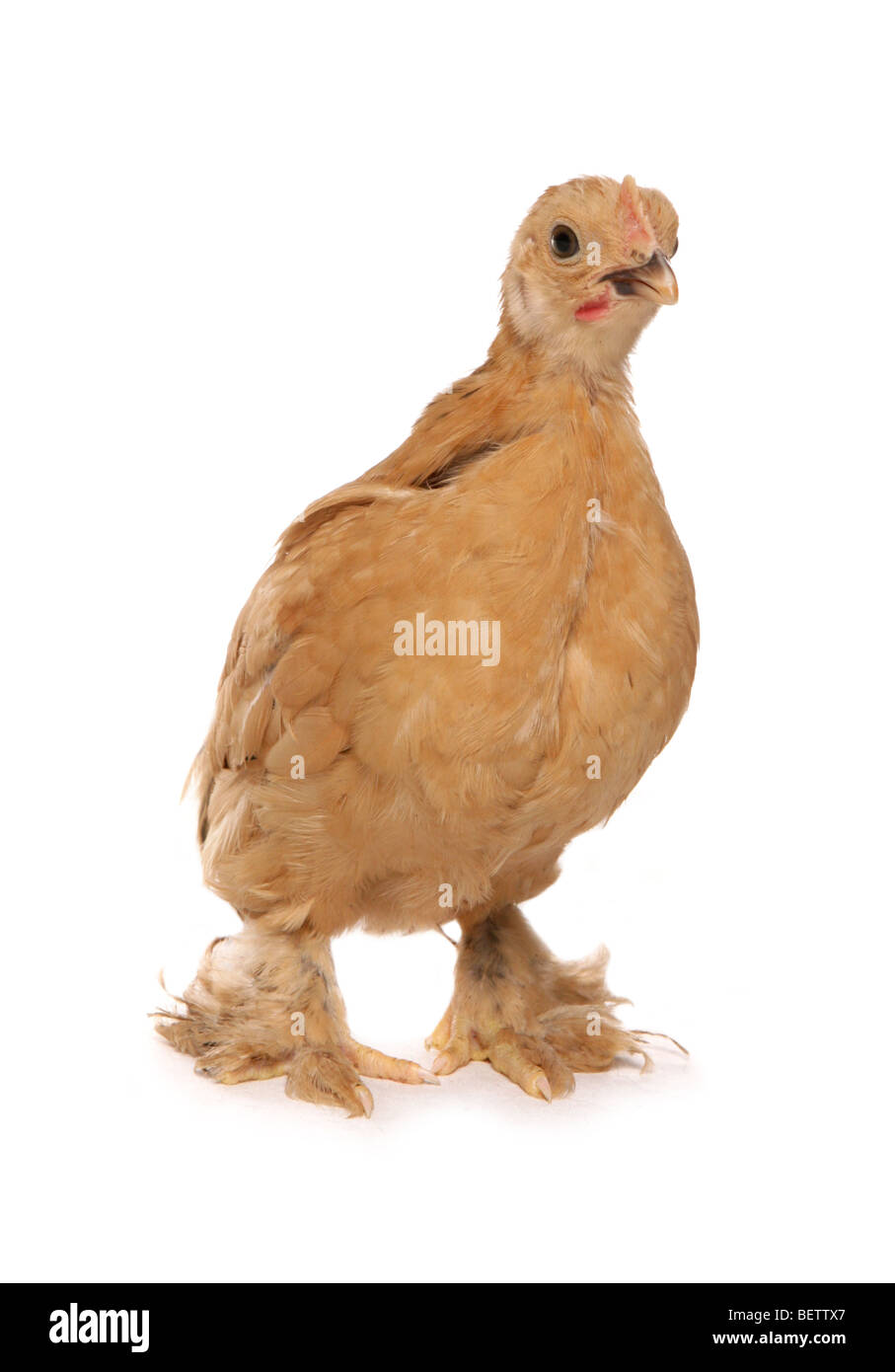 bantam buff pekin chicken standing in a studio Stock Photo - Alamy