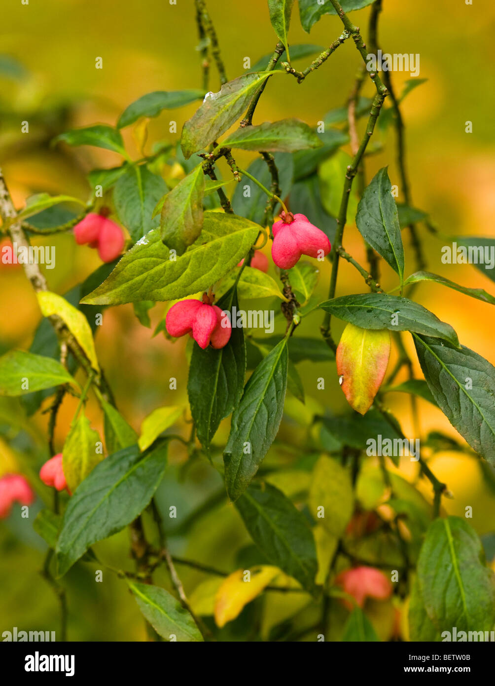 Euonymus Hamiltonianus, Chinese Spindle Tree, in Autumn Stock Photo - Alamy
