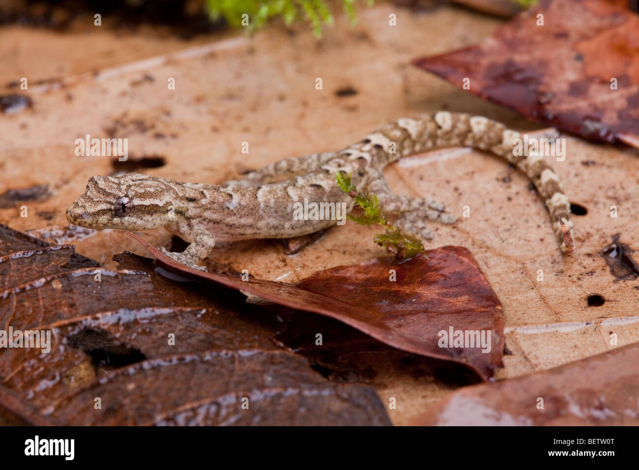 Mourning Gecko Lepidodactylus Lugubris High Resolution Stock ...