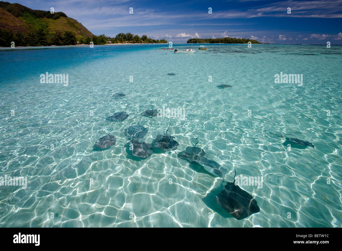 Moorea french polynesia stingray hi-res stock photography and images ...